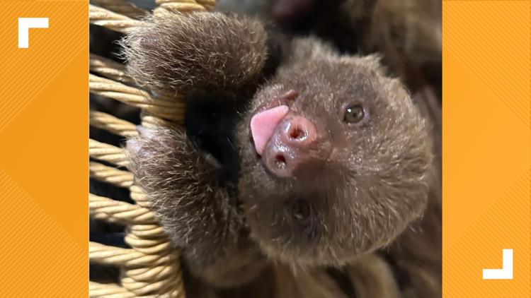 Como Park Zoo's baby sloth gets a name | kare11.com