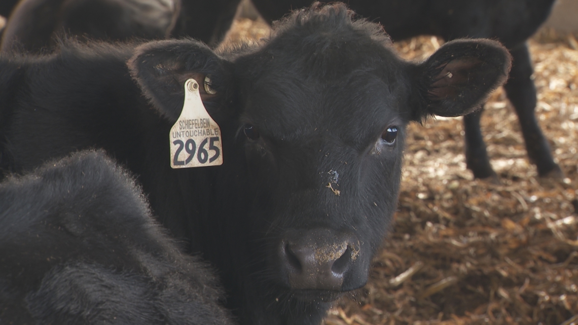Walz signs order to prevent fraud as state programs remain under fire ...