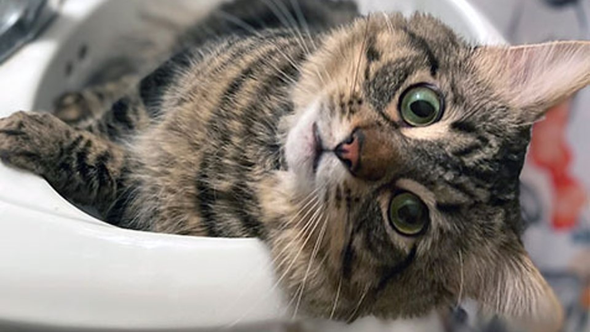 Minneapolis cat 'Prison Mike' lands on list of wackiest pet names ...