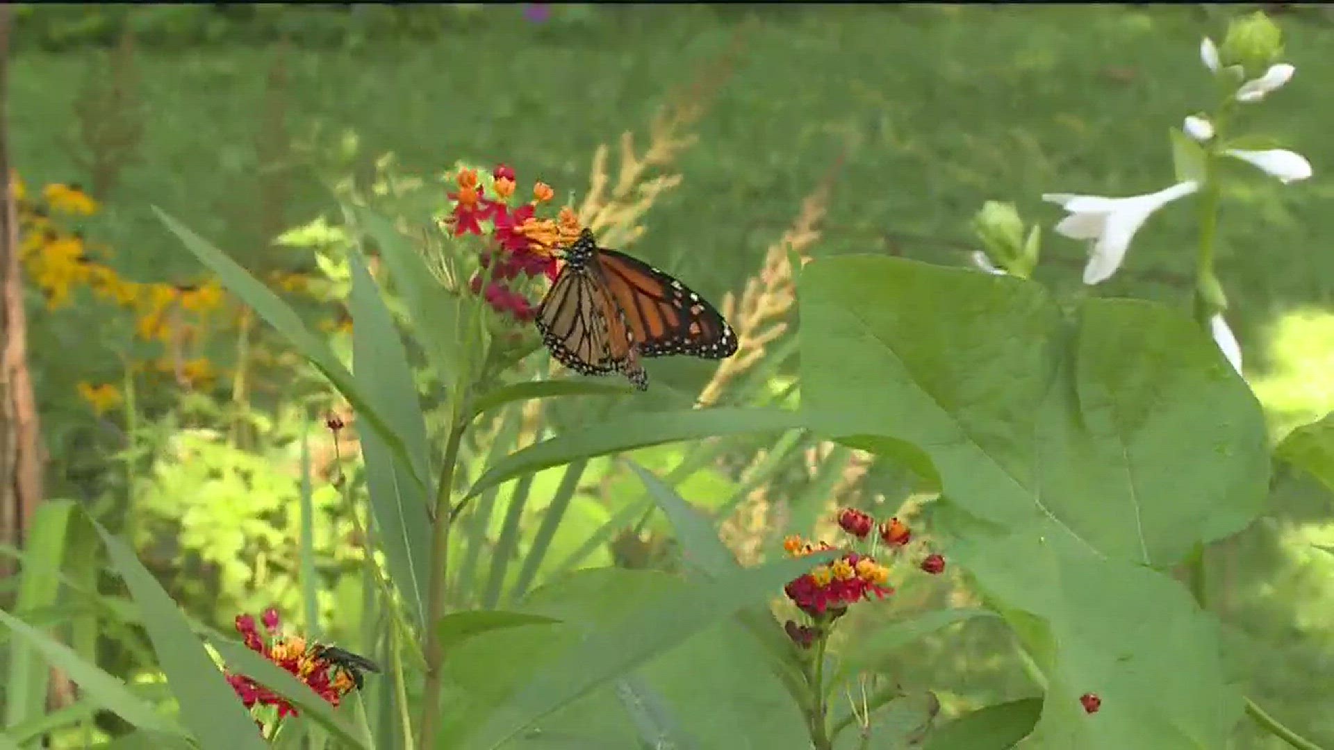 Grow with KARE: St. Anthony Park Library Weekly Weeders | kare11.com