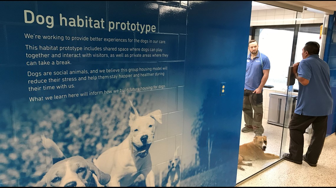 AHS 'Habitat Prototype' for dogs could change shelter housing | kare11.com