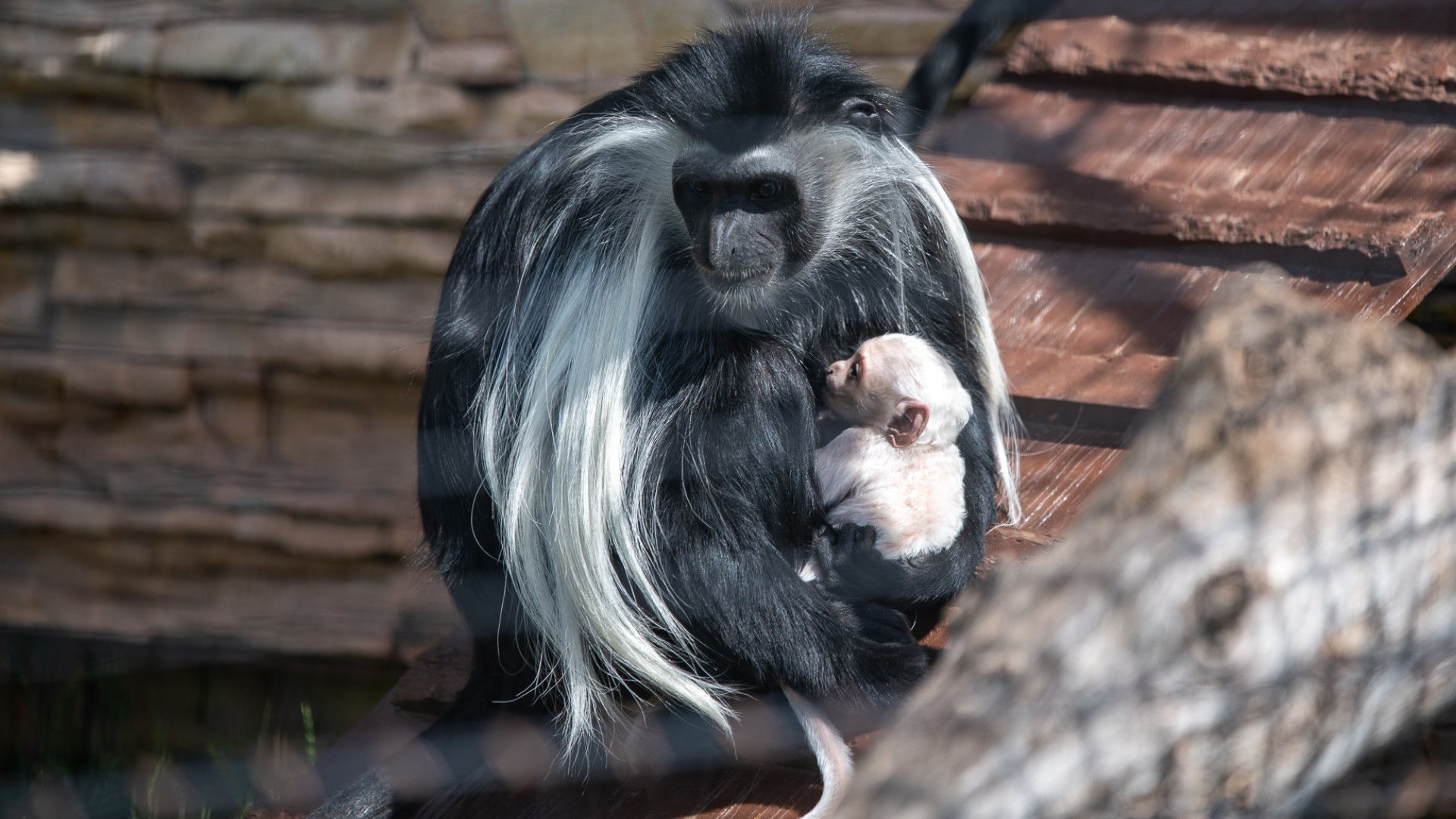 Angolan Colobus monkeys have a new baby | kare11.com