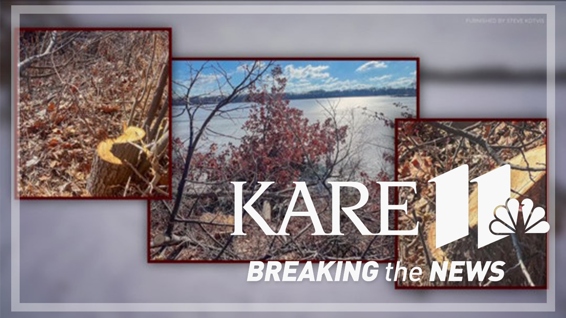 Unlawful tree removal frustrates Minneapolis Park and Recreation Board ...