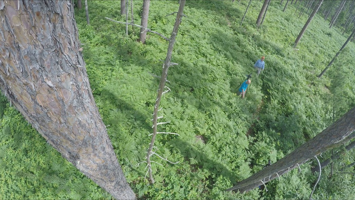 Climate may change Minnesota’s iconic north woods | kare11.com