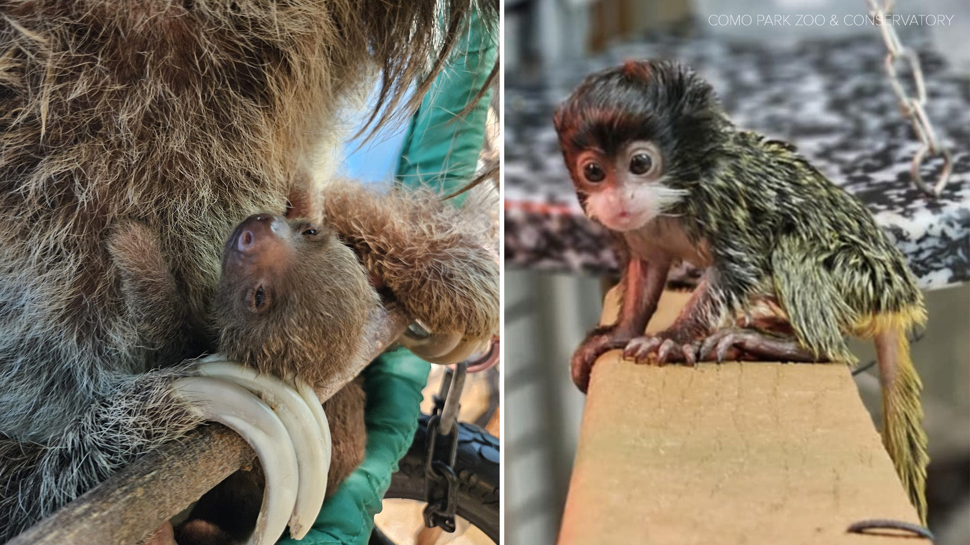 Como Zoo mourns death of baby sloth, welcomes baby emperor tamarin ...