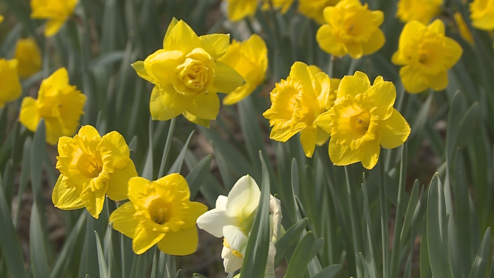 Golden Valley homeowner's daffodils bloom into 'sea of flowers ...