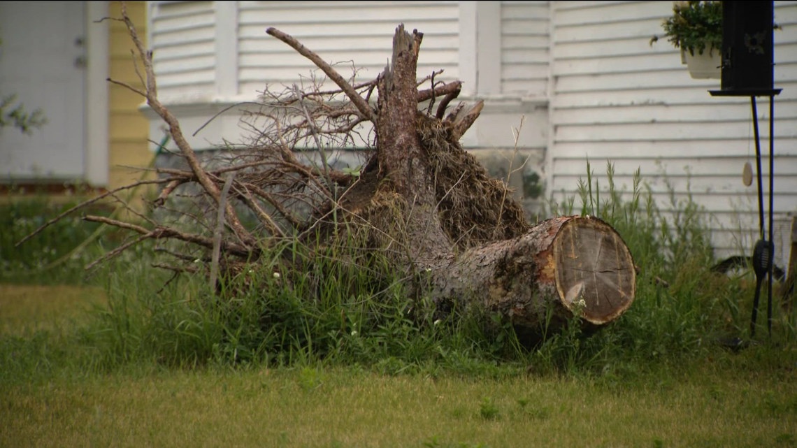 Bemidji's downed trees & wildfire concerns | kare11.com