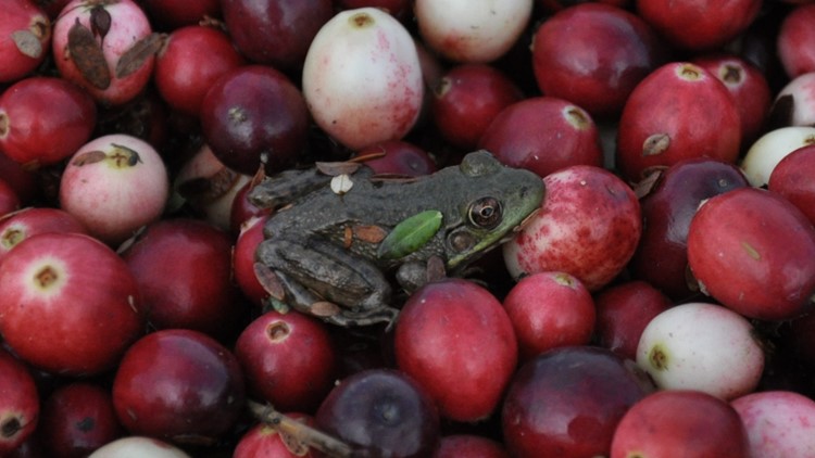 Fifth-generation cranberry farmers harvest in Wisconsin | kare11.com