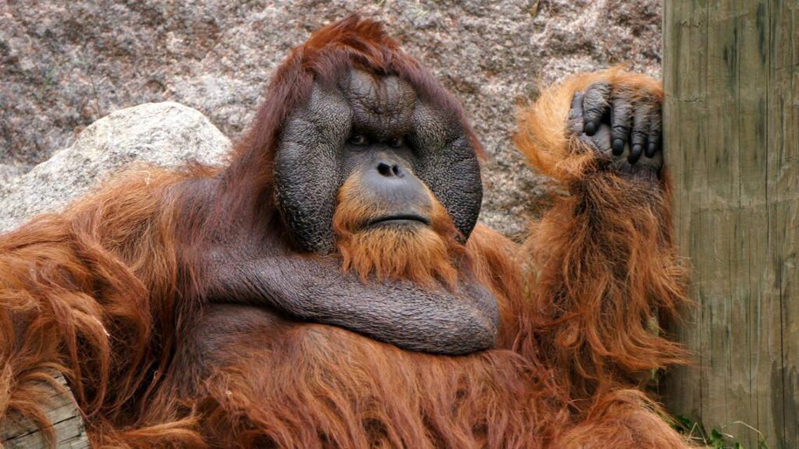 Como Zoo announces its longtime resident, Sumatran orangutan Jambu, has ...