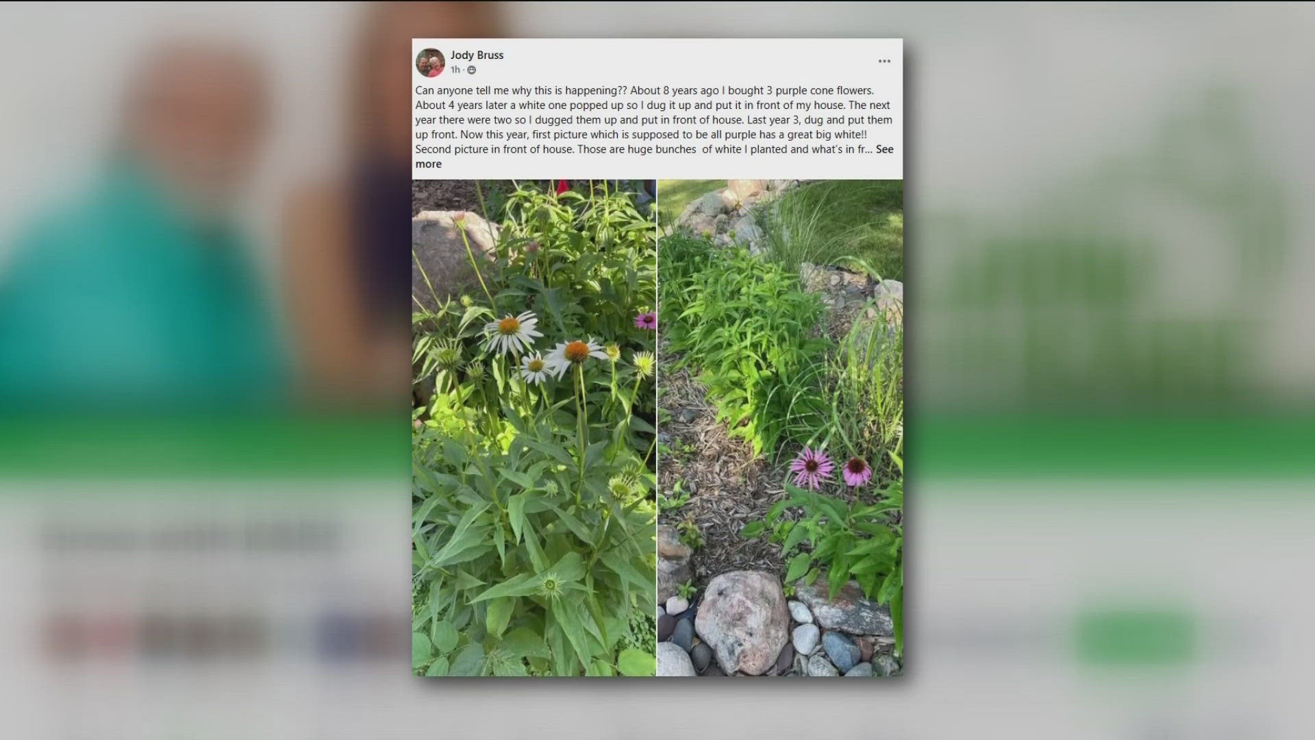 Bobby and Bel answer Grow with KARE questions | kare11.com