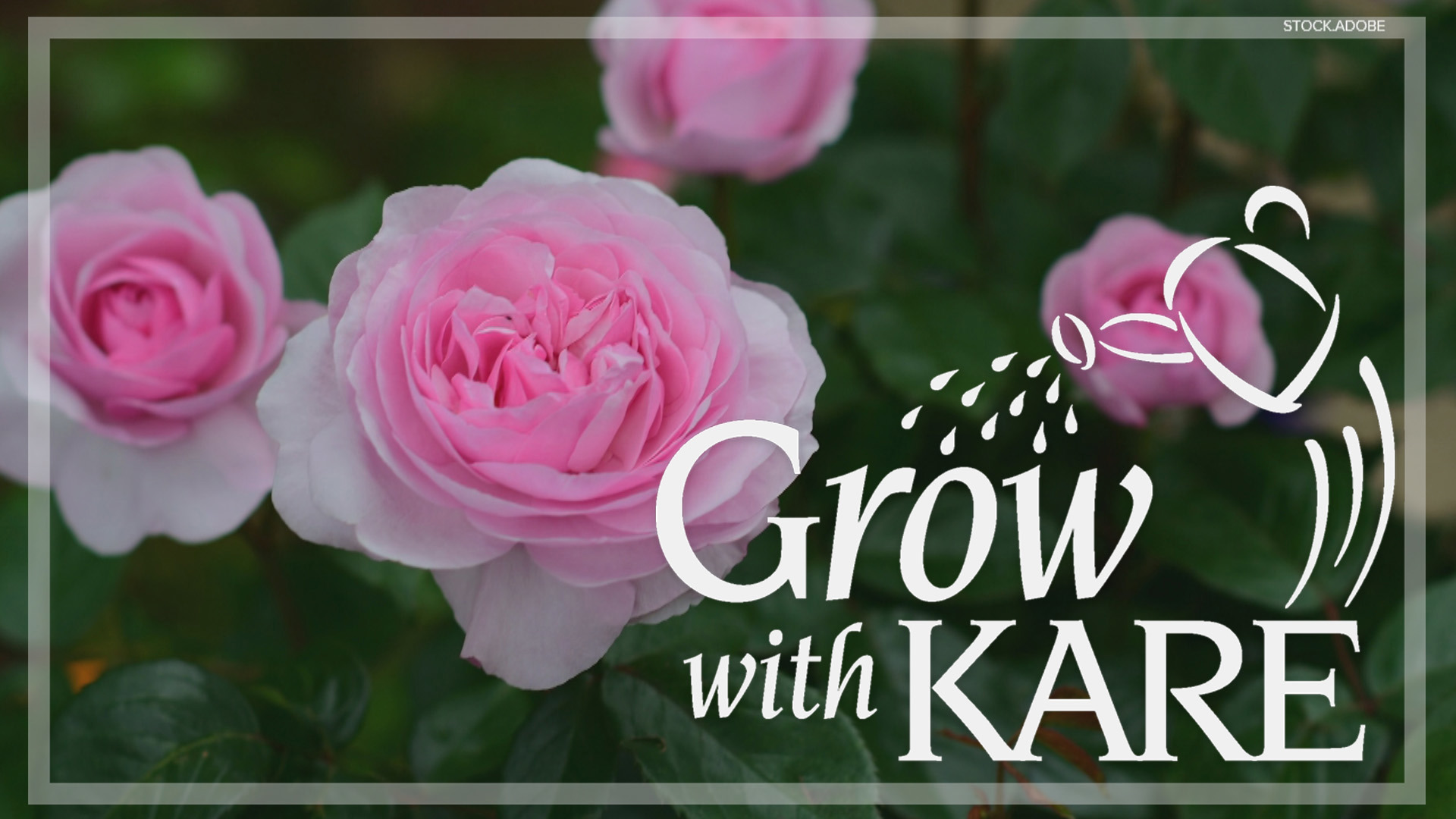 Grow with KARE: A guide to growing roses in Minnesota | kare11.com
