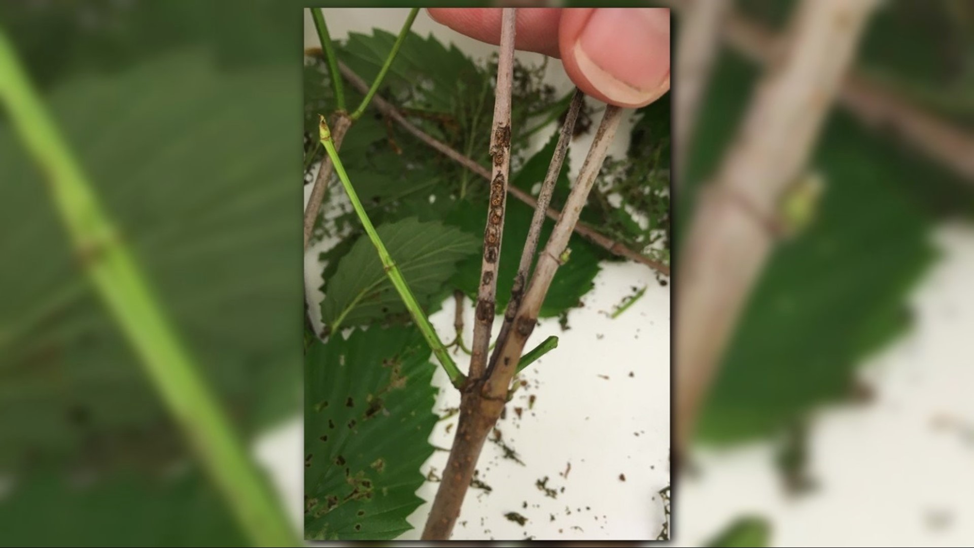 Invasive beetle confirmed in MN | kare11.com
