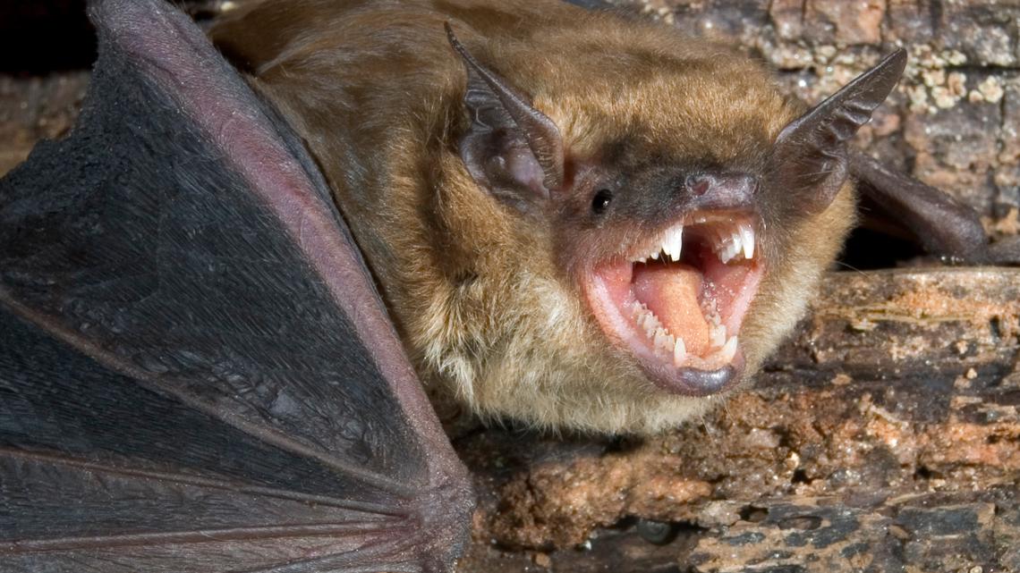Minnesotan dies after exposure to bat with rabies | kare11.com