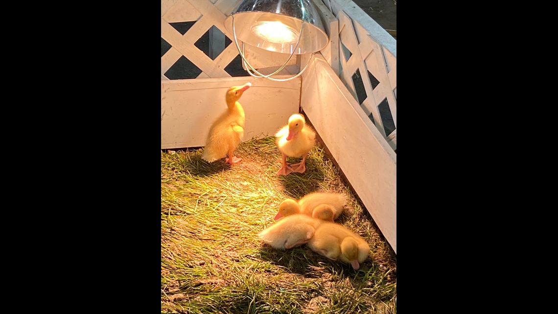 PHOTOS: Minnesota State Fair animals | kare11.com