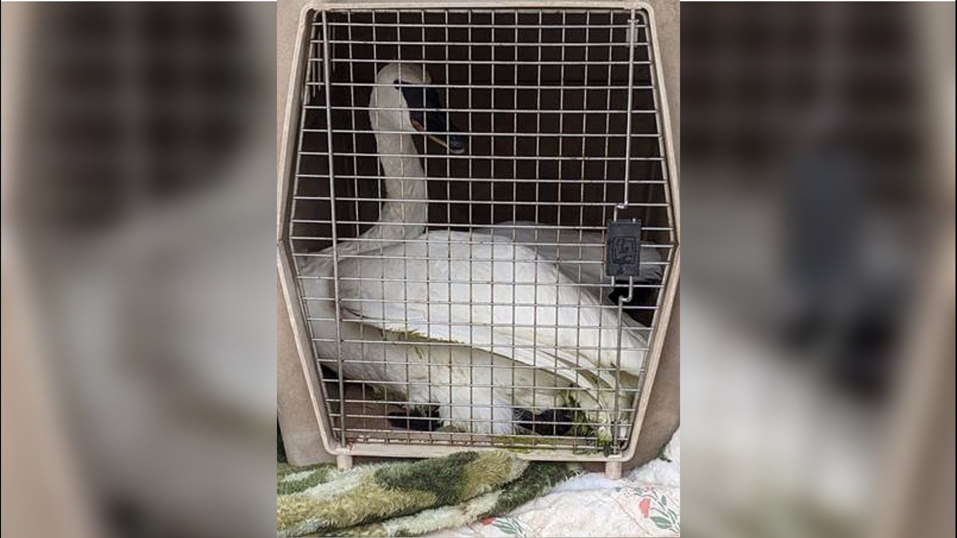 Swan euthanized after neighbors attempted rescues on frozen lake ...