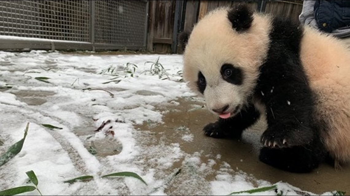 National Zoo panda cam Washington DC snow Giant Pandas enjoy snow ...