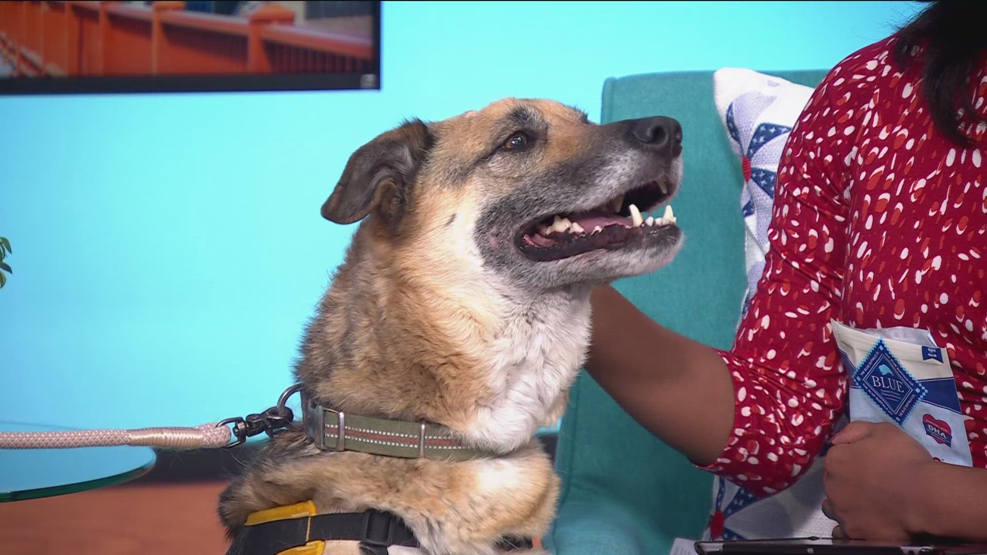 Ruff Start Rescue hosts dating with dogs event | kare11.com