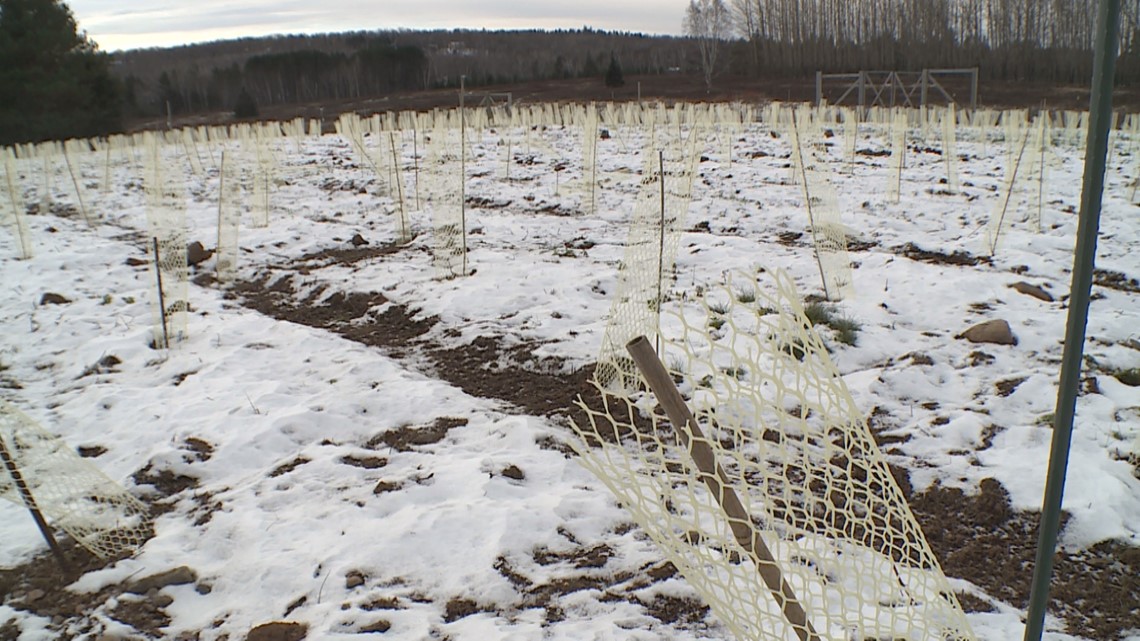 'Assisted migration' helps forests survive climate change | kare11.com