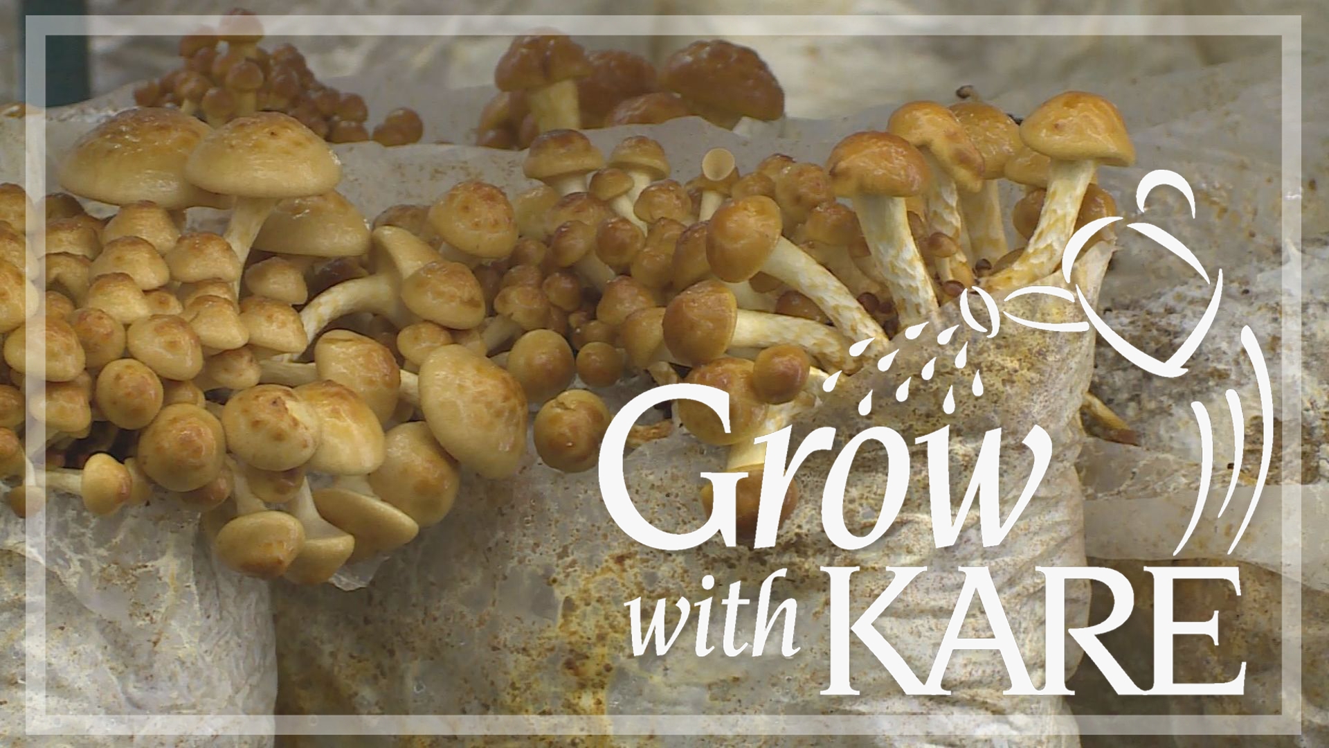 Growing your own mushrooms at home: 3 simple steps | kare11.com