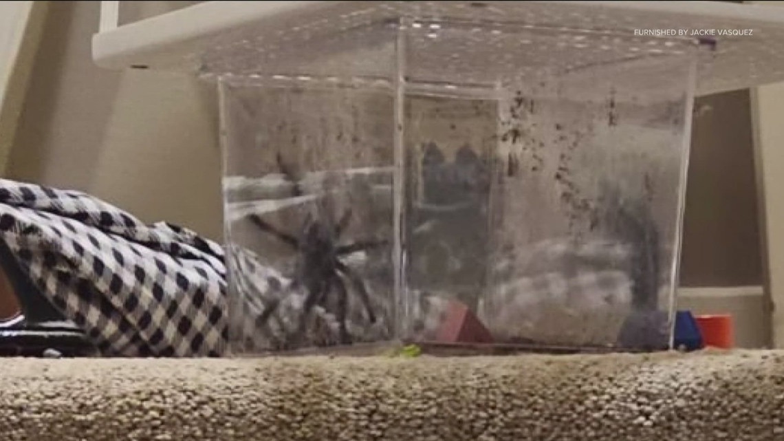 Assault charges filed against county board candidate after allegedly throwing tarantula at ...