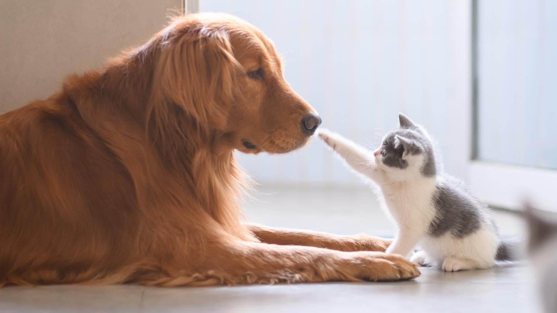 Minneapolis Care & Control event Friday will have adoption feed waived ...