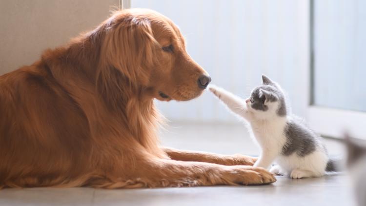 Minneapolis Care & Control event Friday will have adoption feed waived ...