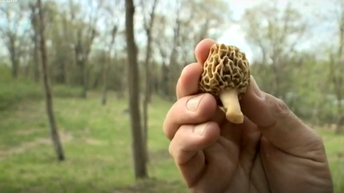 Learning to forage for local food | kare11.com