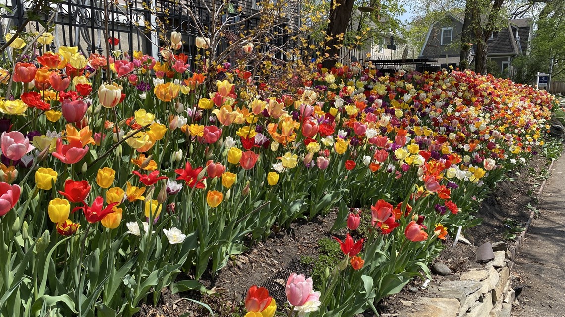 What is the Minneapolis Tulip House? | kare11.com