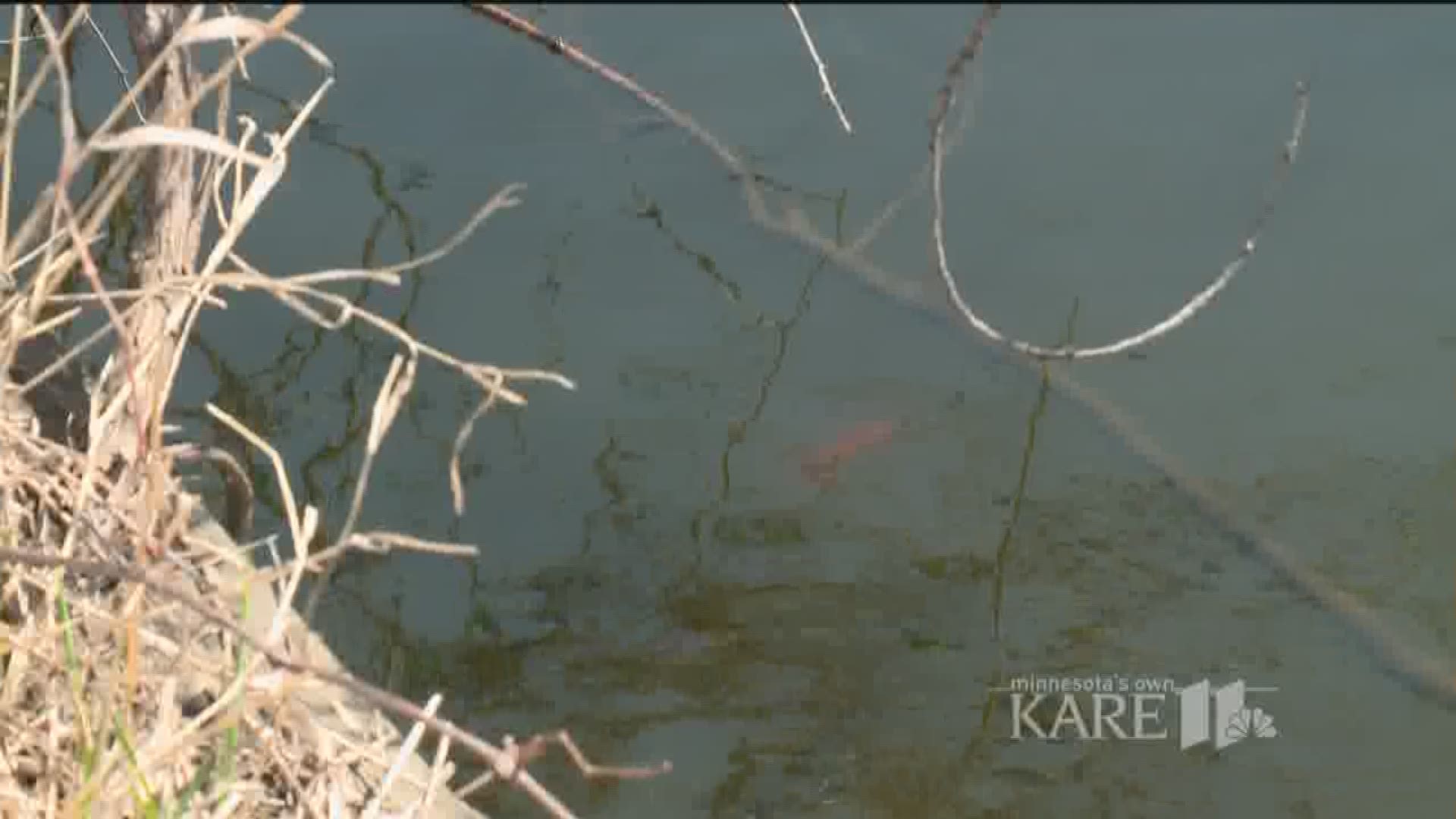 Wood Lake Nature Center battles goldfish invasion | kare11.com