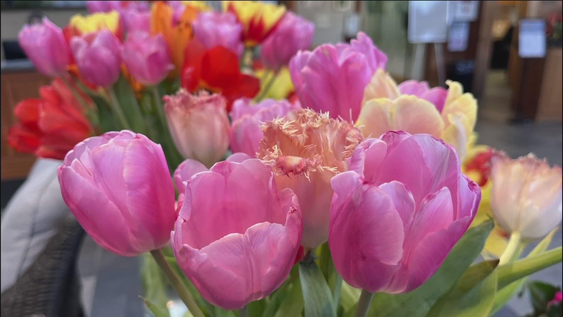 Spring Flower Show kicks off at the Minnesota Landscape Arboretum ...