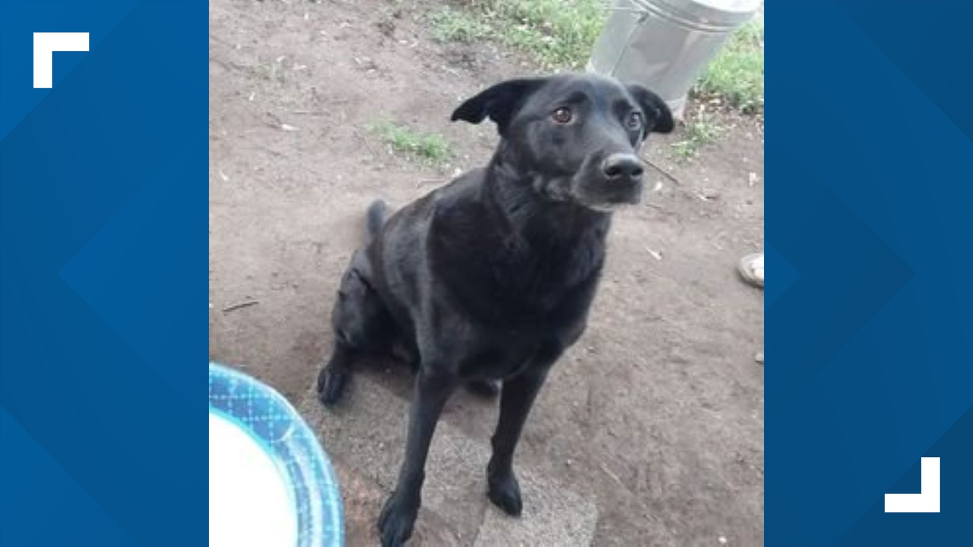 Missing dog reunited with owners after being missing for a month ...