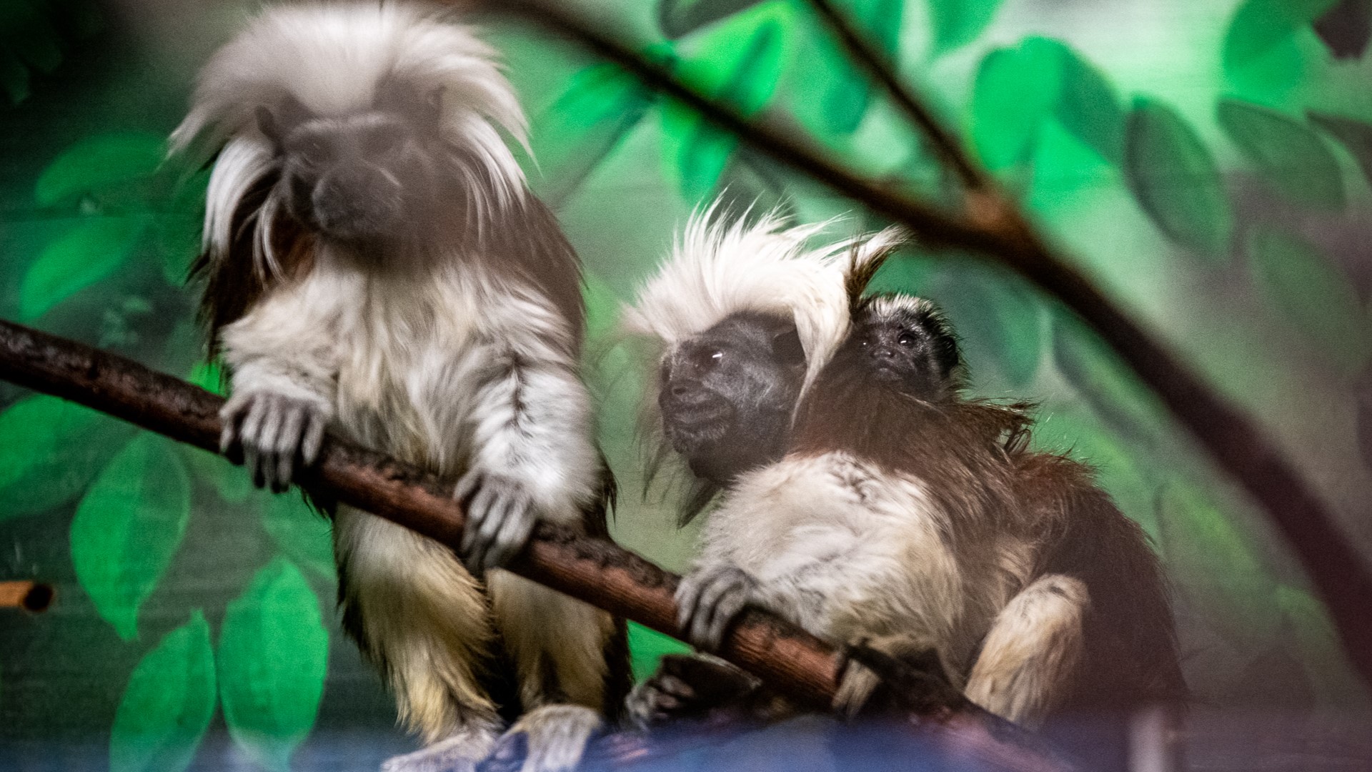 Rare monkey born at zoo in Minnesota | kare11.com