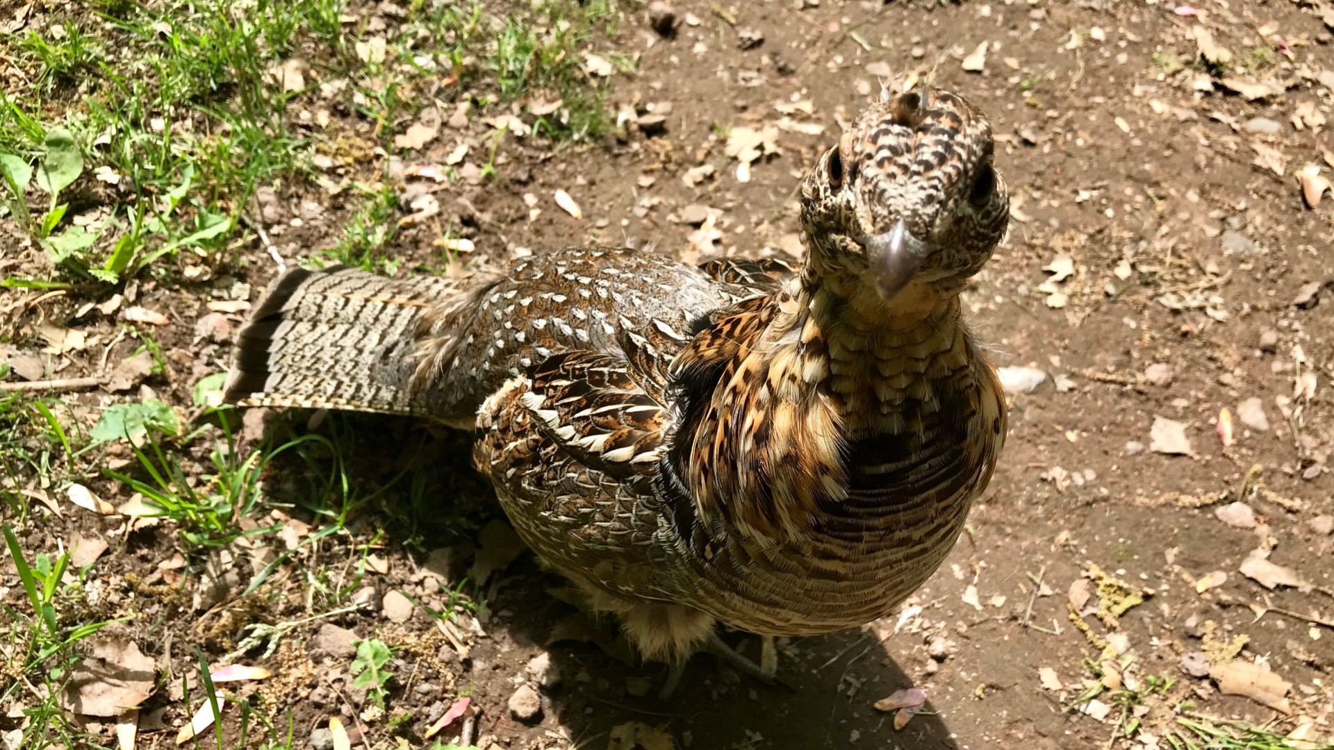 Wild grouse becomes therapy bird for grieving husband - Land of 10,000 ...