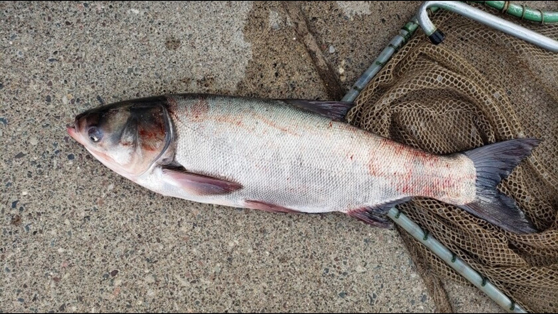 Federal, state wildlife agencies keep fight against invasive carp ...