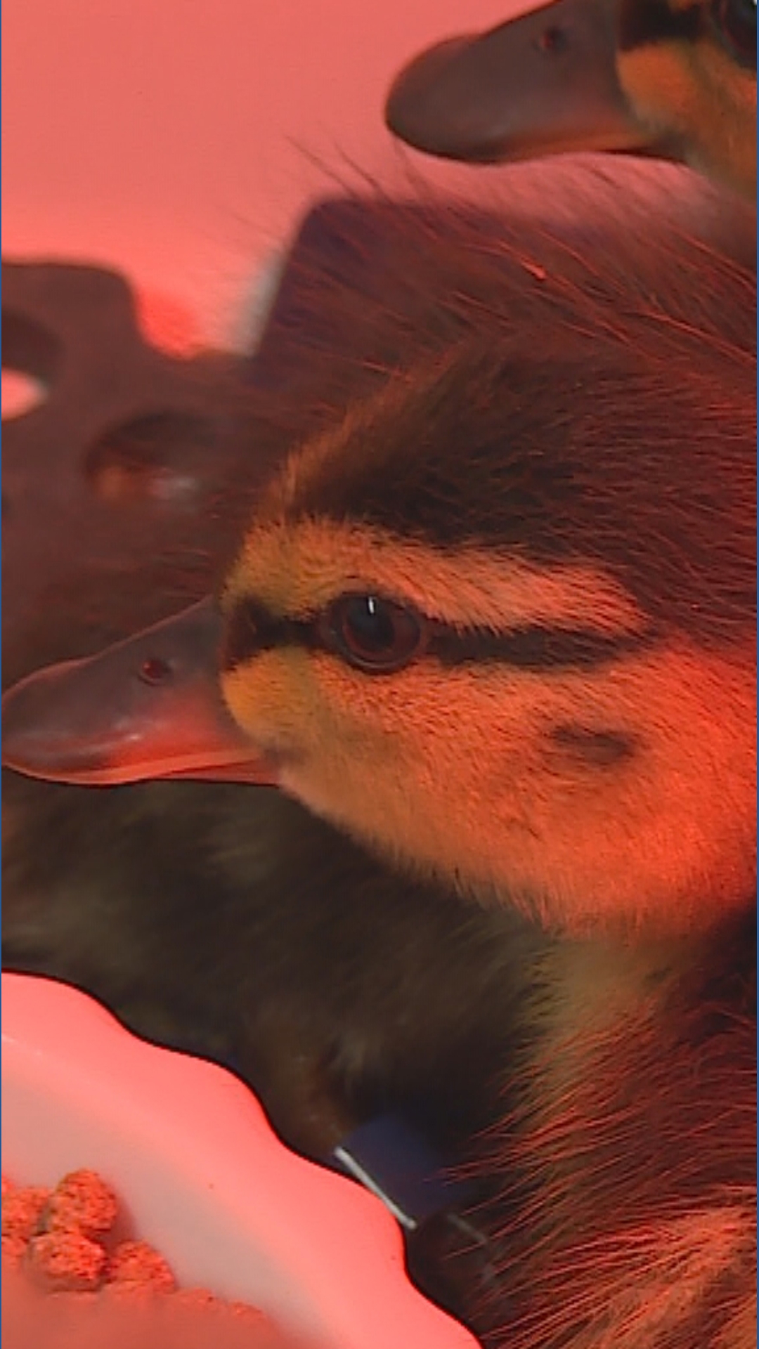 Wildlife Rehab Center sees spike after storms | kare11.com