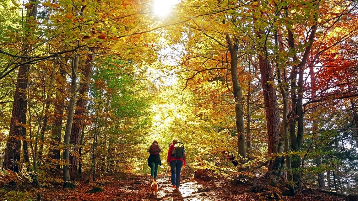 Where to find the best fall foliage in Minnesota | kare11.com