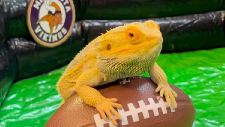 SEA LIFE creatures predict who will win Vikings-Rams game | kare11.com
