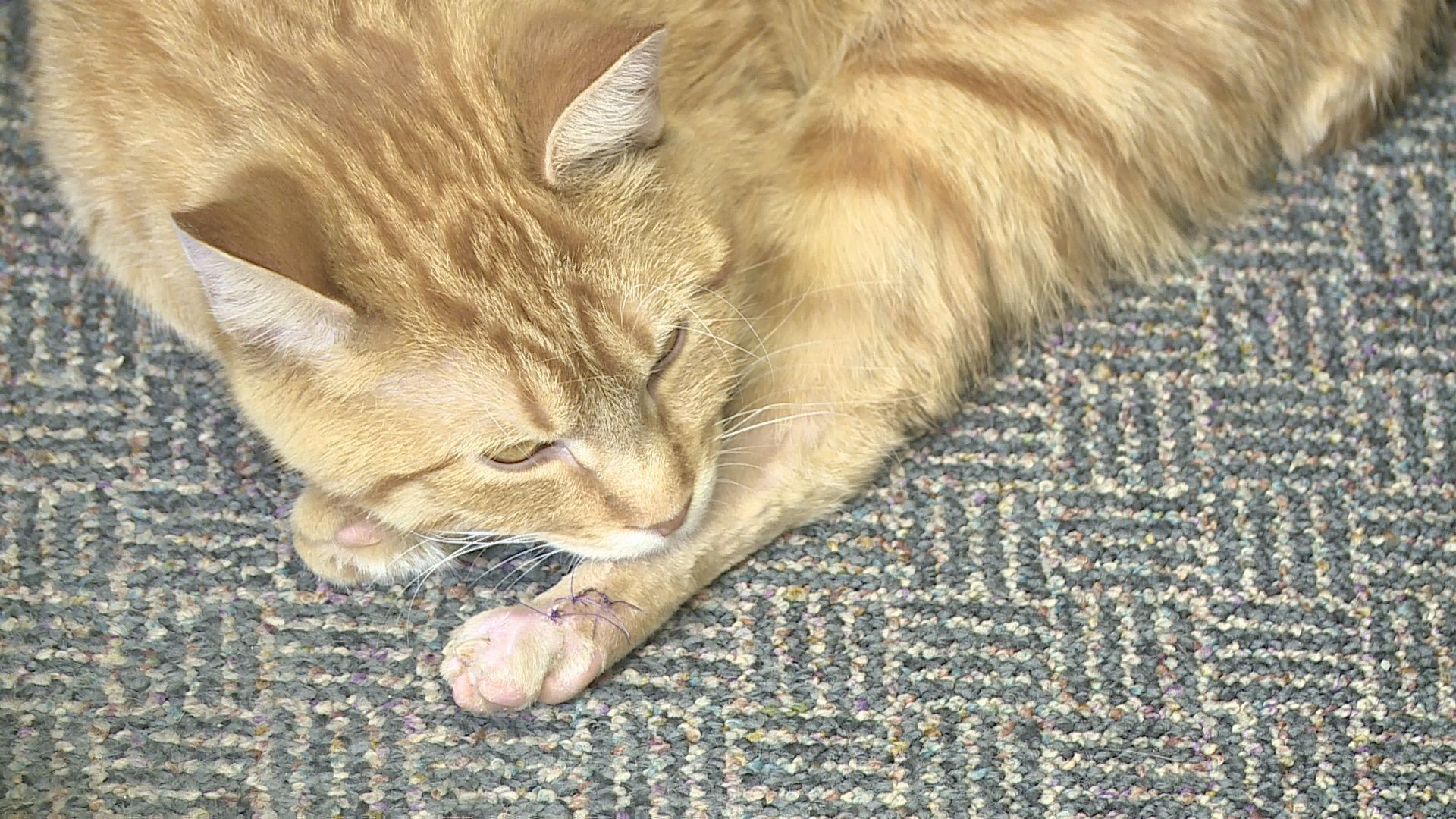 Chuckie the Coon Rapids cat loses toe, tail to frostbite | kare11.com