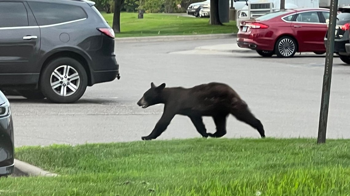 Bear darts across Denny's parking lot in Rogers | kare11.com