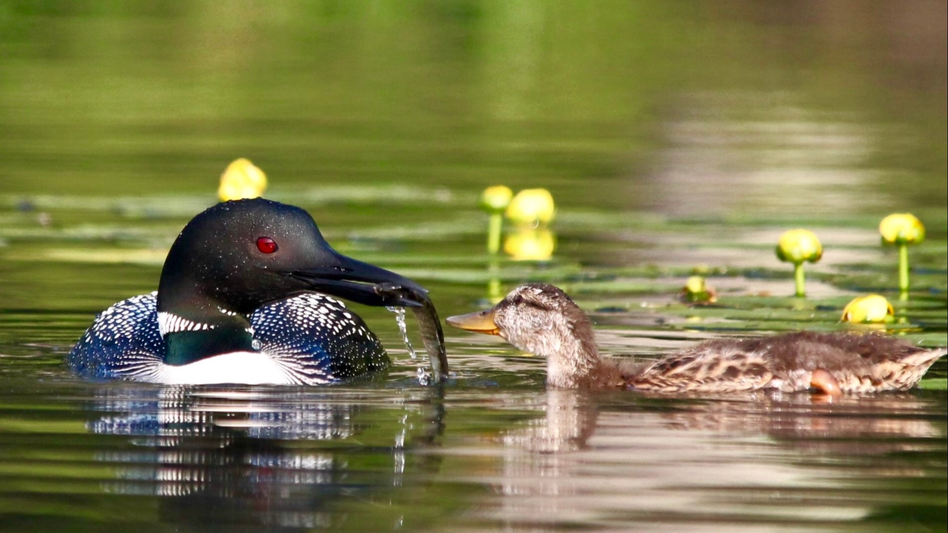 Putting rivalry aside, loon pair adopts duckling | kare11.com