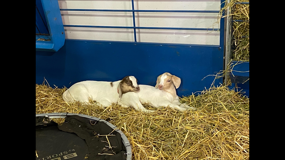 PHOTOS: Minnesota State Fair animals | kare11.com