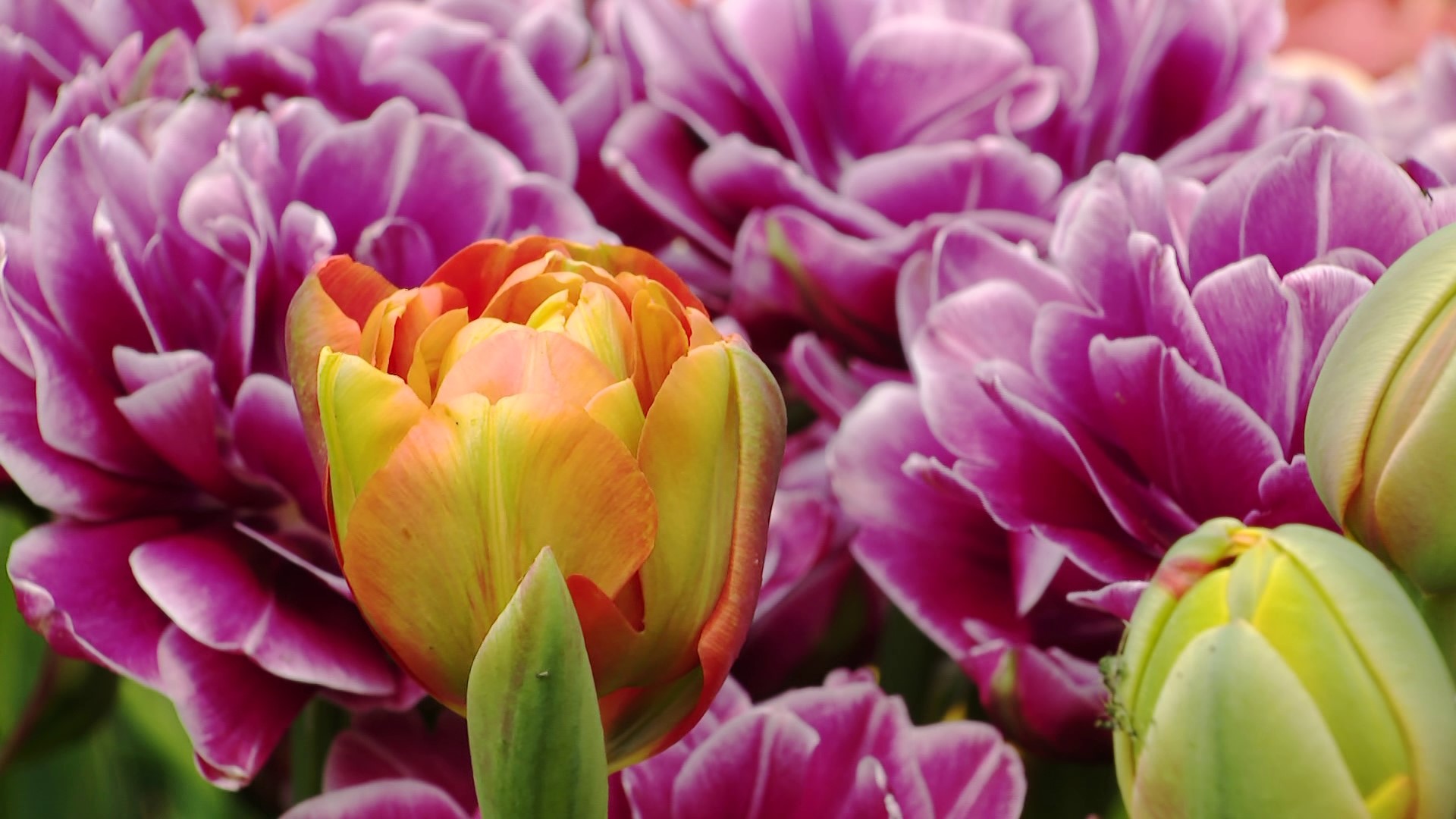 Business is blooming for Minnesota's flower farmers | kare11.com
