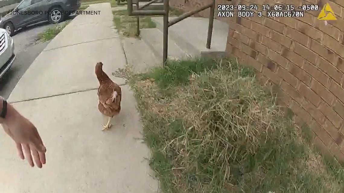 CHICKEN RUN: Police chase down fugitive fowl | kare11.com
