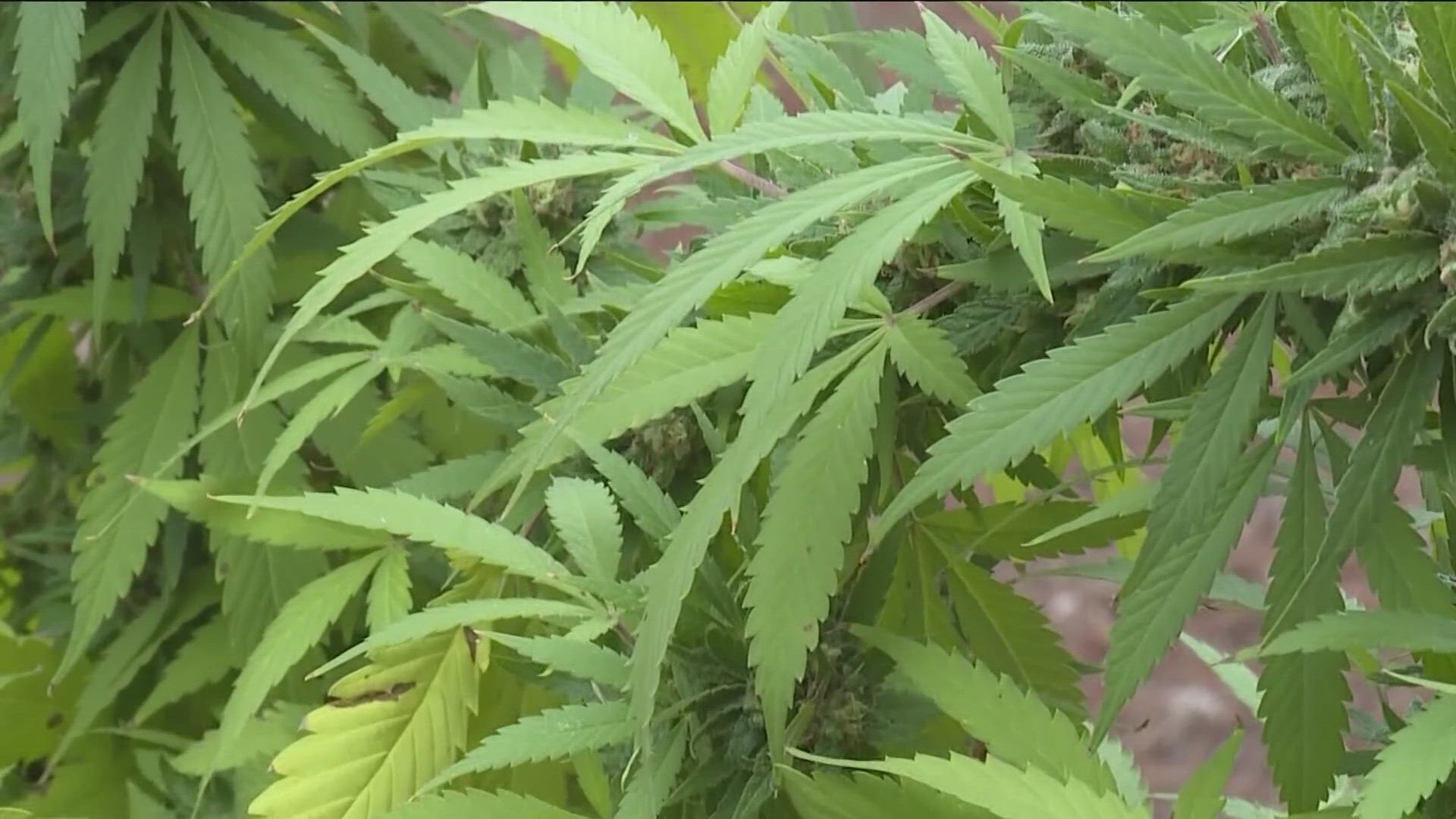 Cannabis taxed, targeted as 'low-hanging fruit' as state stares down ...