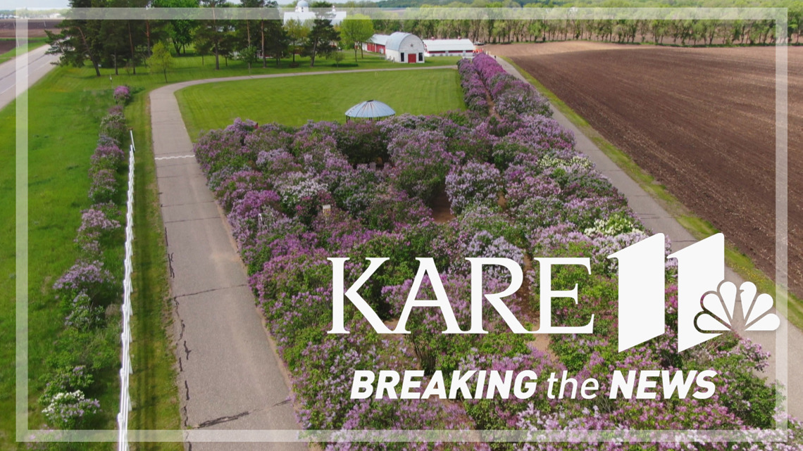 Purple Maze: 'Lilac labyrinth' opens to public for third year | kare11.com