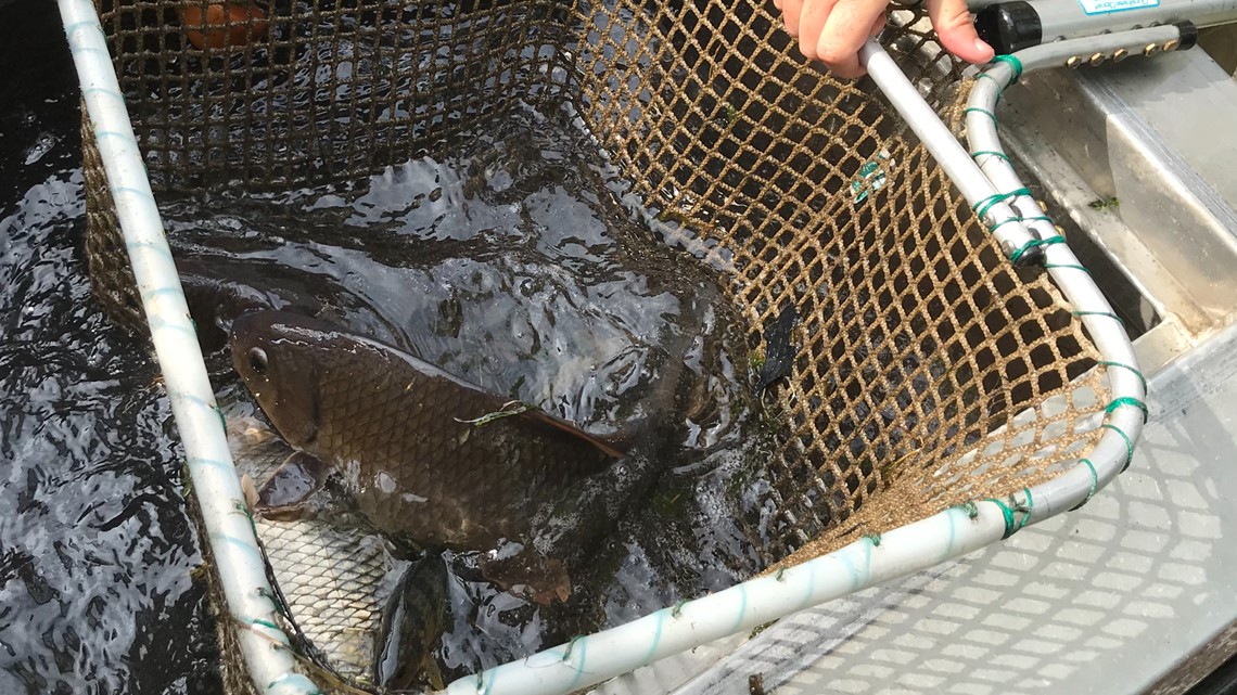 DNR Fish Pond a great getaway from State Fair chaos | kare11.com