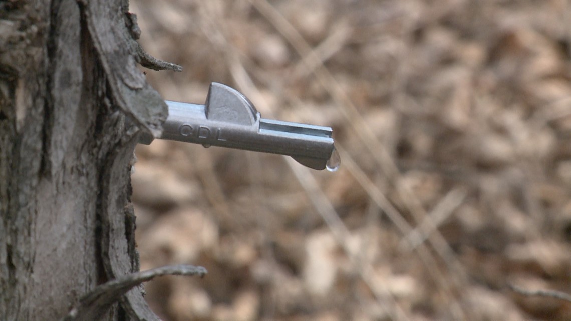 Maple tree tapping and warming weather | kare11.com