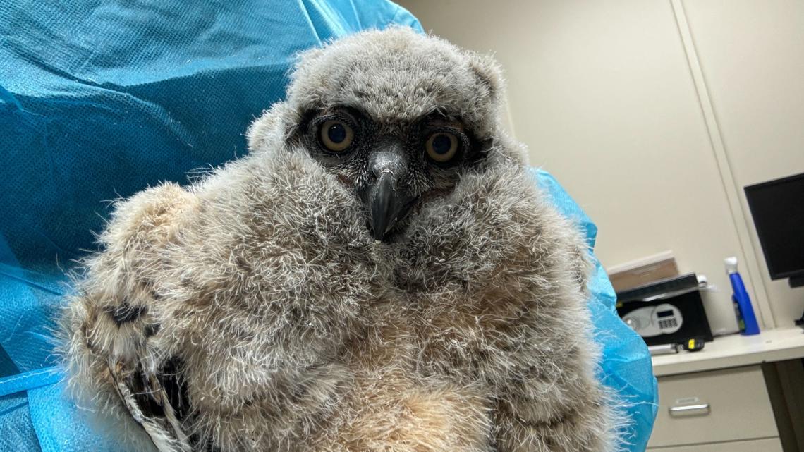 Breaking the News | kare11.com