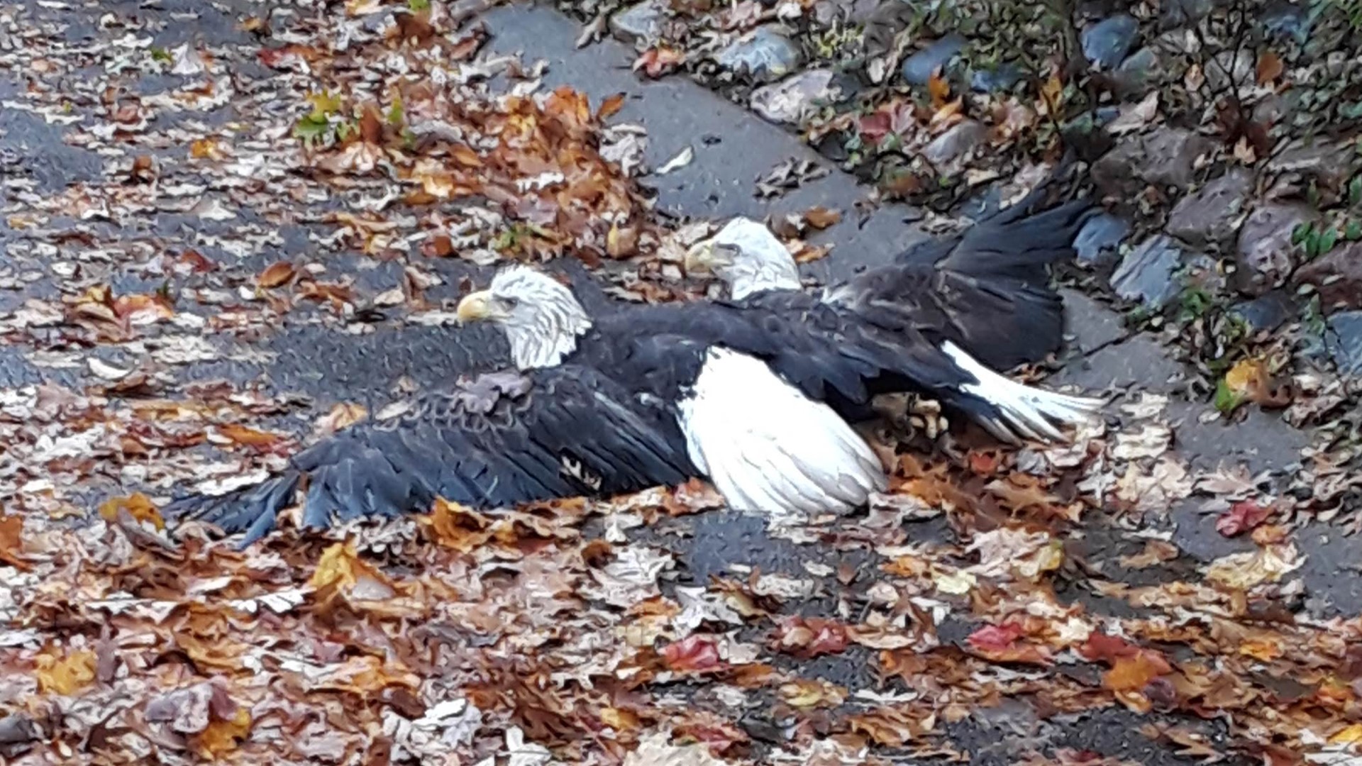 Police help free tangled eagles in Apple Valley | kare11.com