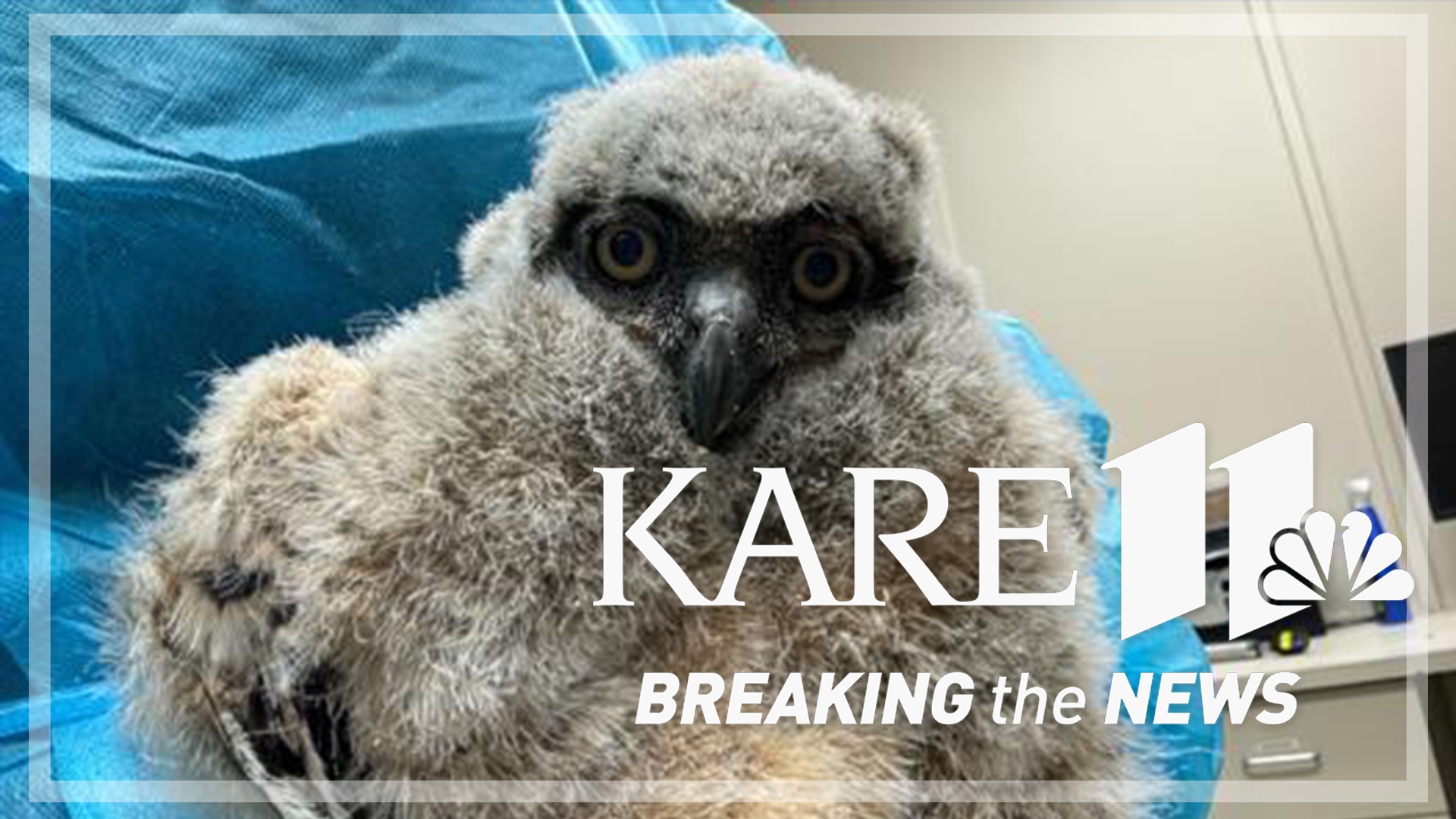 Influx of baby great-horned owls increases raptor center's grocery bill ...